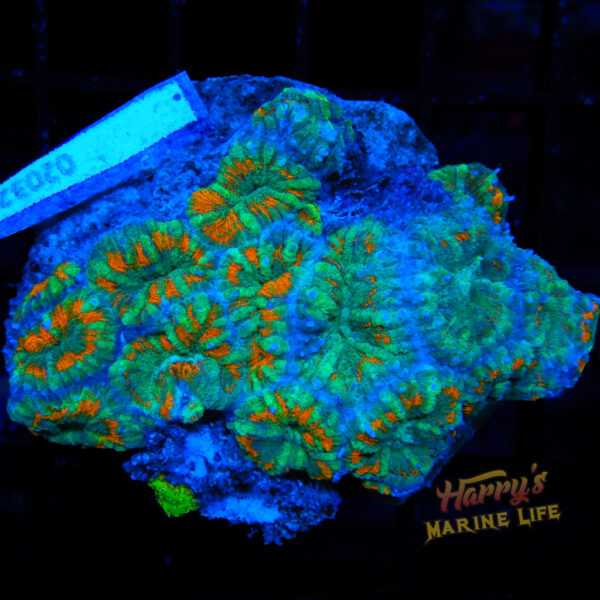 Multicolor Asian Acan Colony 820 - Harry's Marine Life